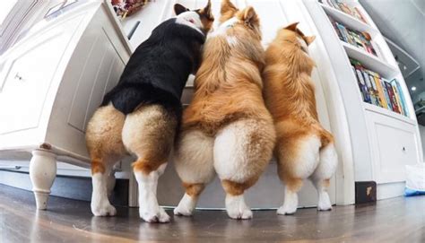 25 Corgi Butts To Drive You Nuts