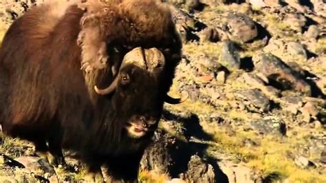 ველური ბუნება Youtube