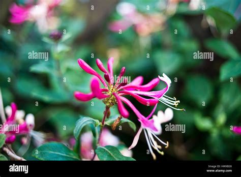 Serotina flower Stock Photo - Alamy