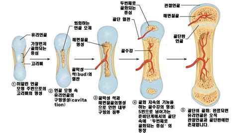 번역 뼈와 골격 조직 네이버 블로그