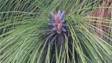 Simply Living Pine Tree Sex