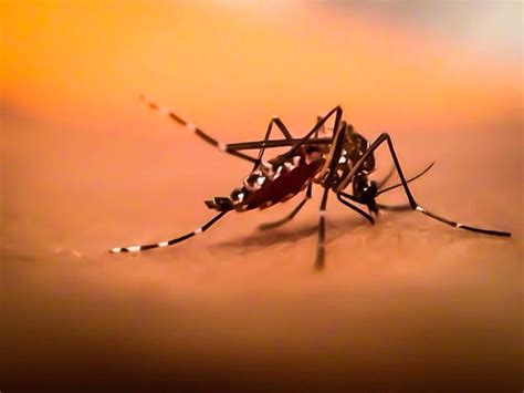 Matar Mosquitos Y Moscas Cómo Hacerlo Y Qué Necesitas