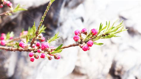 봄 자연 경치 계절 설렘 사진 이미지 일러스트 캘리그라피 Mjworld작가