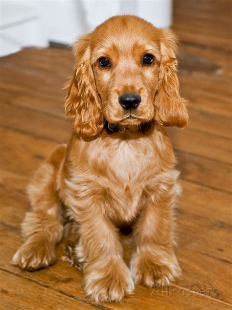 Dog Breeds Cocker Spaniel Puppies English Cocker Photographic