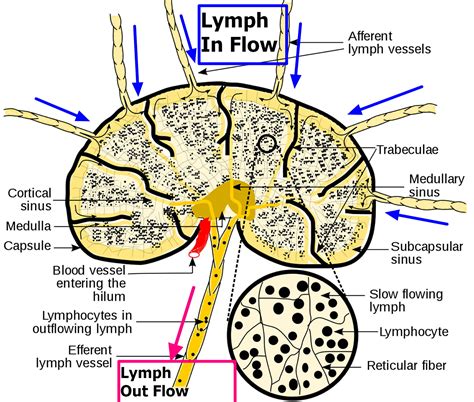 Diagram Groin Lymph Nodes