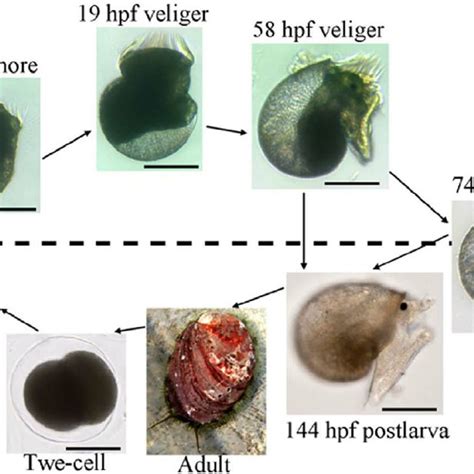 Developmental Stages Of The Abalone H Diversicolor That Were Sampled