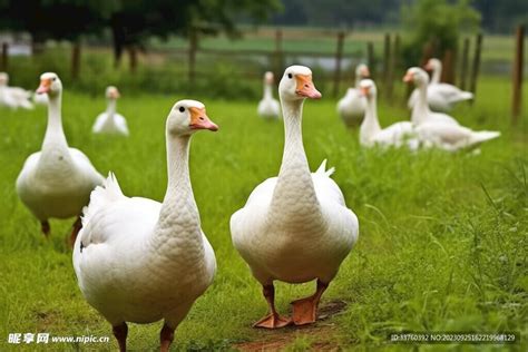 鹅摄影图家禽家畜生物世界摄影图库昵图网