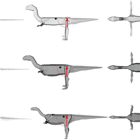 Mussaurus Skeletons And Spline Based Models Corresponding To A Download Scientific Diagram