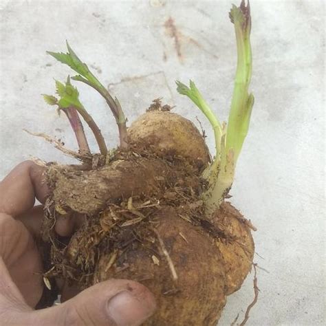 Jual Umbi Dahlia Besar Sudah Bertunas Dan Berdaun Aneka Macam Warna
