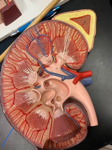Anatomy 204 Lab Quiz 6 Flashcards Quizlet