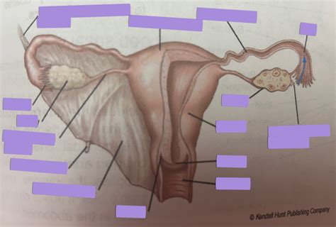 Female Frontal Anatomy Diagram Quizlet
