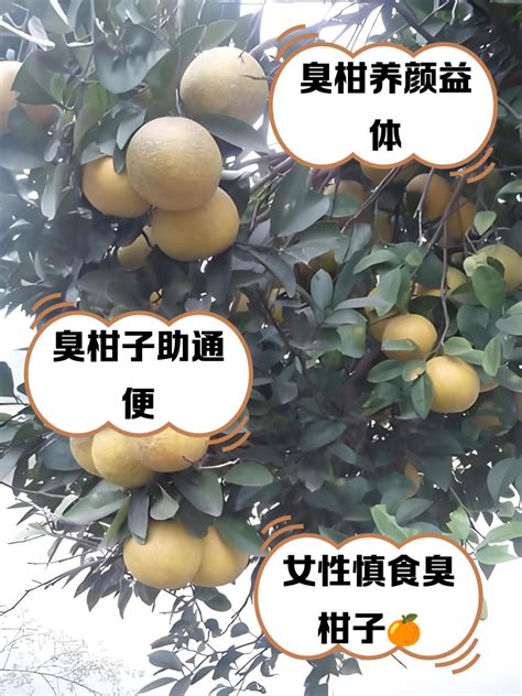 女人吃臭柑子的好处与坏处