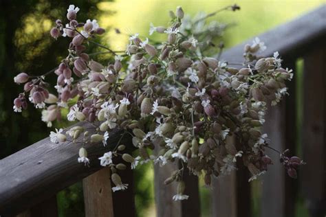 How To Grow Silene Blushing Lanterns ~ Silene Vulgaris Farmhouse And Blooms