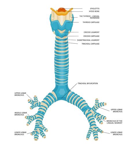 Trachea Overview Anatomy And Function 2025