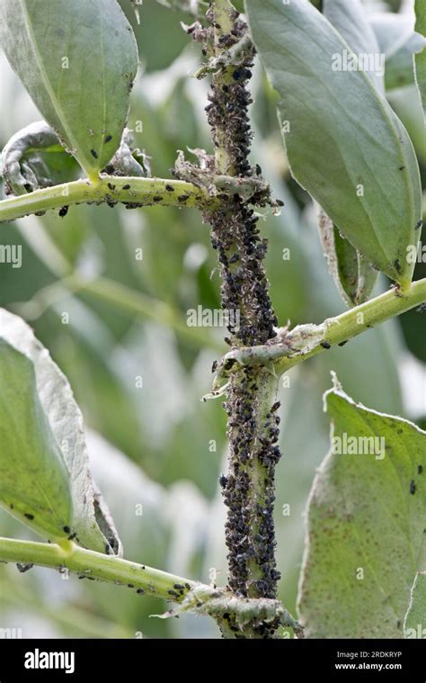 Infestation Of Black Bean Aphids Aphis Fabae Plant Sucking Pests