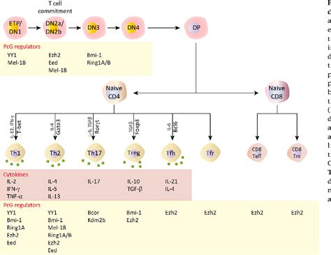Figure 2 From The Functions Of Polycomb Group Proteins In T Cells