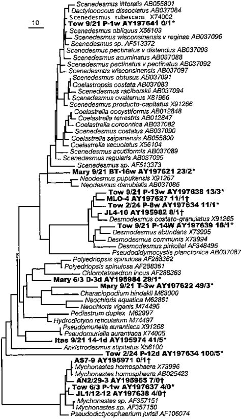 Phenogram From Neighbor Joining Analyses Of 69 Trebouxiophycean 18s