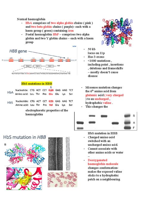 Week 4 Scd All Notes On That Week Normal Haemoglobin Hba Comprises Of Two Alpha Globin