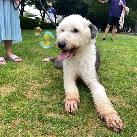 잉글리쉬 쉽독 하리 강아지 책임분양 ♥ 강아지입양 고양이입양 유기견입양센터 아이조아요양보호소