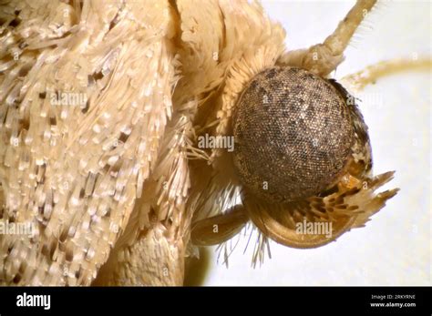 Microscope Image Of Head Of A Micro Moth Showing Its Compound Eyes And