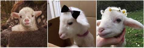 When Can You Expect To Meet Your Future Spouse Fluffy Bluffy On Tumblr