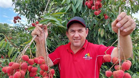Local Lychees Coming Soon From Atherton Tablelands The Cairns Post