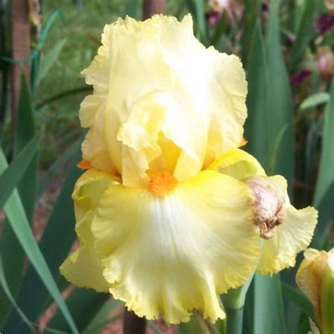 Tall Bearded Iris Iris Martile Rowland In The Irises Database