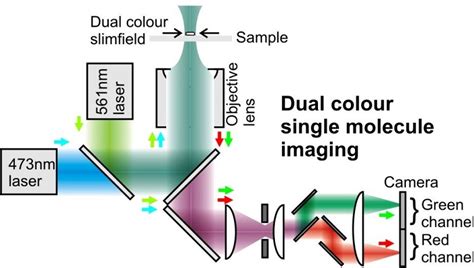 Single Molecular Biophysics School Of Physics Engineering And Technology University Of York