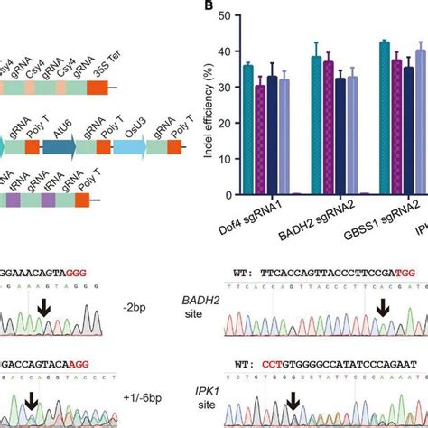 Targeted Nucleotide Substitutions Using Cytosine And Adenine Base