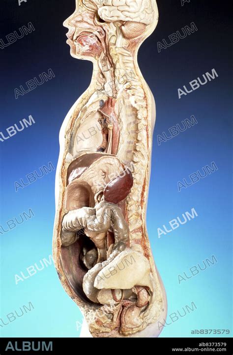 Body Organs On Left Side