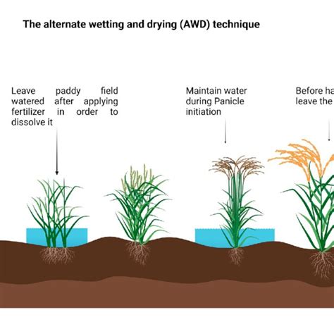 Illustration Of The Alternate Wetting And Drying Awd Technique On A