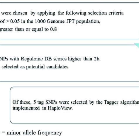 Single Nucleotide Polymorphism Snp Selection Of The Stag3 Genes