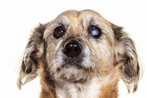 White Spot On Dogs Eyes 7 Reasons Why It Happens