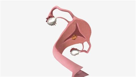 「myometrium」の写真素材 726件の無料イラスト画像 Adobe Stock