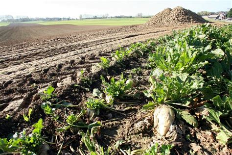 Pesticide Residues In French Drinking Water Raise Concerns For Belgian Beet Regions
