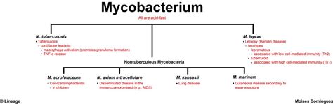 Mycobacterium Leprae Microbiology Medbullets Step 1