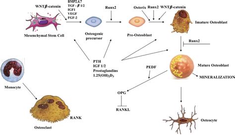Schematic Representation Of Cells And Regulatory Molecules Involved In