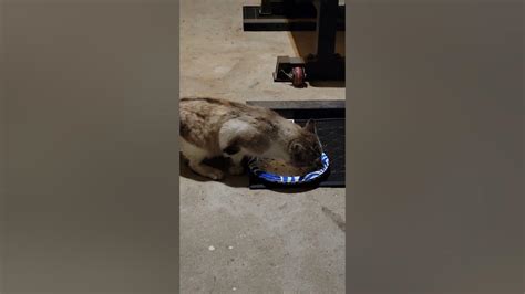 The Return Of Sandy Sandavol Youtube