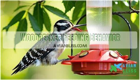 Woodpeckers At Hummingbird Feeder Why They Visit And How To Manage