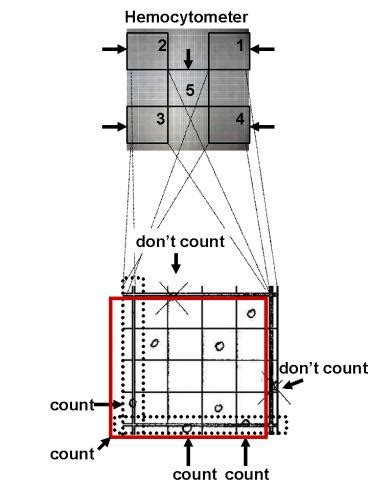 Count Presentation Free To View