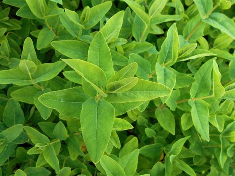 Hypericum Hircinum Como Plantar