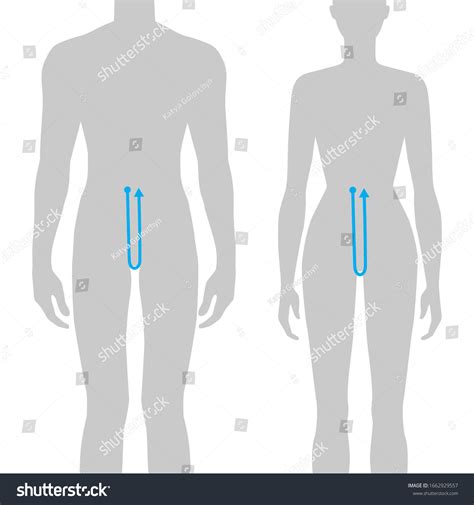 Women Men Do Crotch Depth Measurement Stock Vector Royalty Free 1662929557 Shutterstock