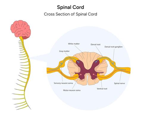 Premium Vector Spinal Cord And Cross Section Of Spinal Cross Medical
