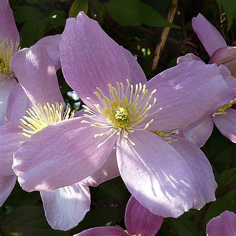Clematis Pruning 101 Group 1 2 And 3 Explained Straders Garden Centers