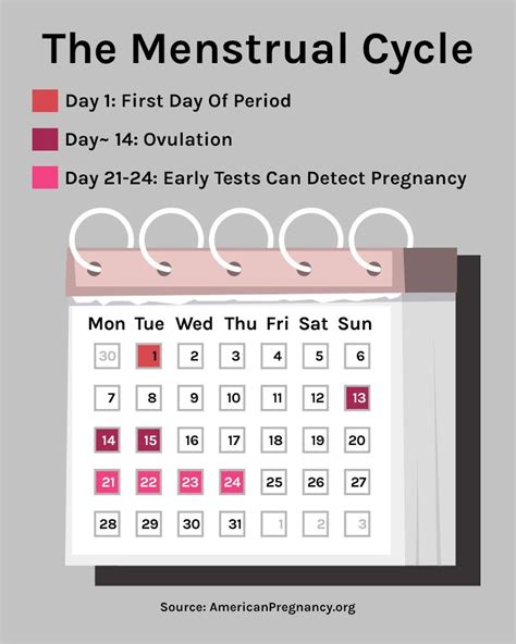 Unlocking The Secrets Of Your Cycle A Comprehensive Guide To Ovulation