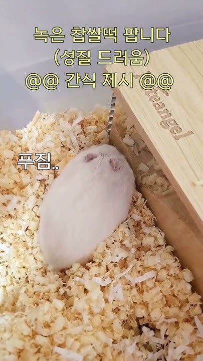 녹은 찹쌀떡 햄스터 팝니다 간식 제시 Hamsters Youtube