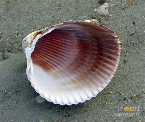 Beauty Inside The Cockle Shell Photograph By D Hackett Fine Art America