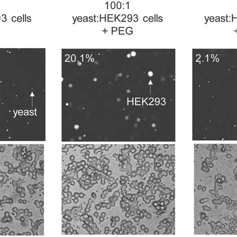 Genetic Construct Delivery Via Yeast To Mammalian Cells Ycp
