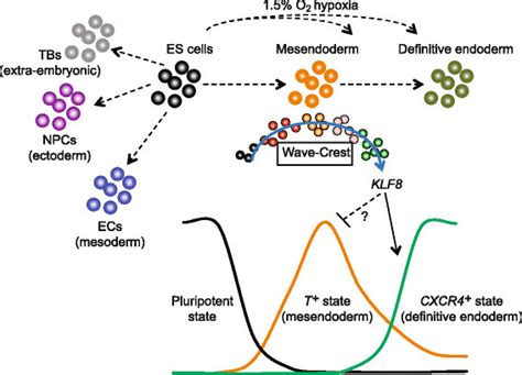 Snapshot And Temporal ScRNA Seq Profiling On Progenitor Cell States Download Scientific