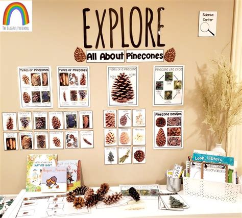 Pinecone Science 🍁🍂 In 2024 Dramatic Play Preschool Teaching
